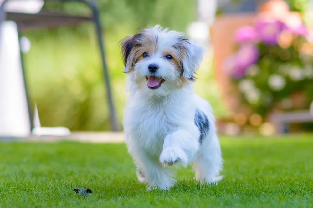 20 Small Dog Breeds That Are Easy to Train - Newsweek