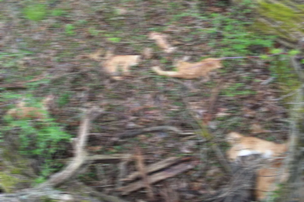 Cats - Page 161 News & Latest Pictures From Newsweek.com