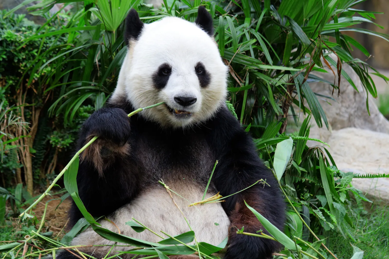 Panda Repeatedly Falls Out of Hammock in Hilarious Viral Video - Newsweek