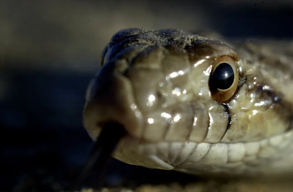 “Snake Man” Catches One of World’s Fastest Snakes, Black Mamba, in Live ...