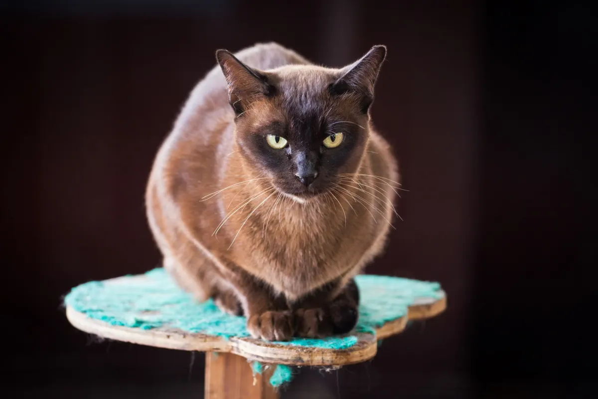 The 25 Easiest Cat Breeds To Take Care Of - Newsweek