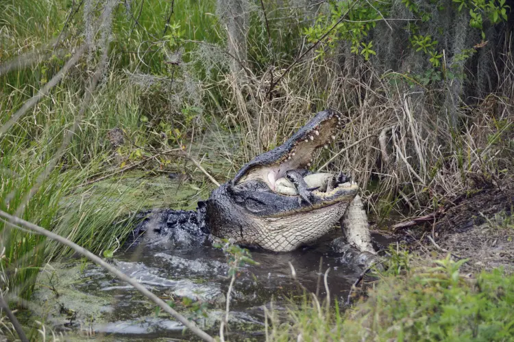 Humongous Cannibal Alligator Eats Six-Foot Gator Whole in Shocking Clip ...
