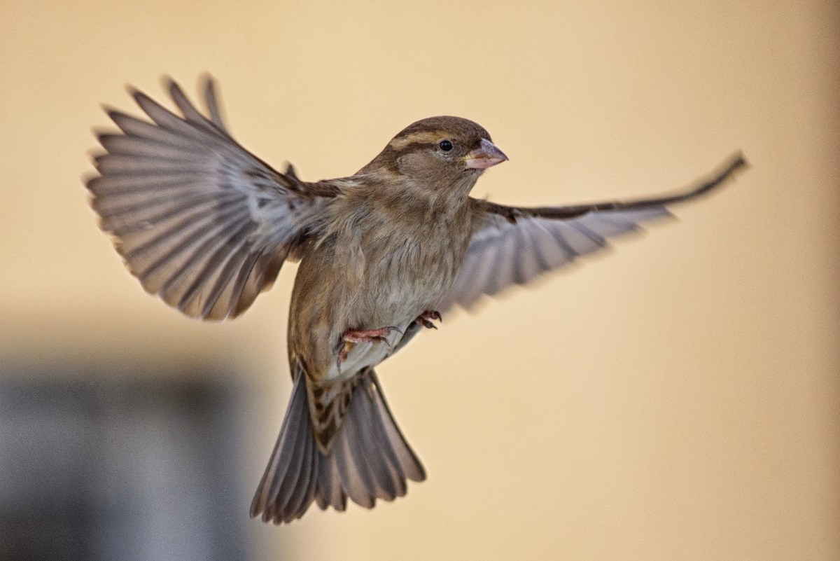 ‘Levitating’ Bird Baffles People As It ‘Defies Gravity’ in Viral Video ...
