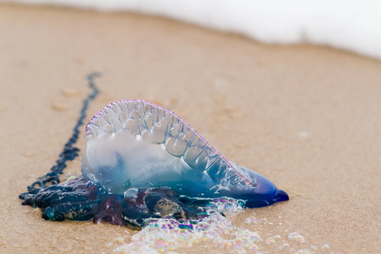 Man Licks Dangerous Jellyfish for TikTok Stunt, Unaware It Could Kill ...
