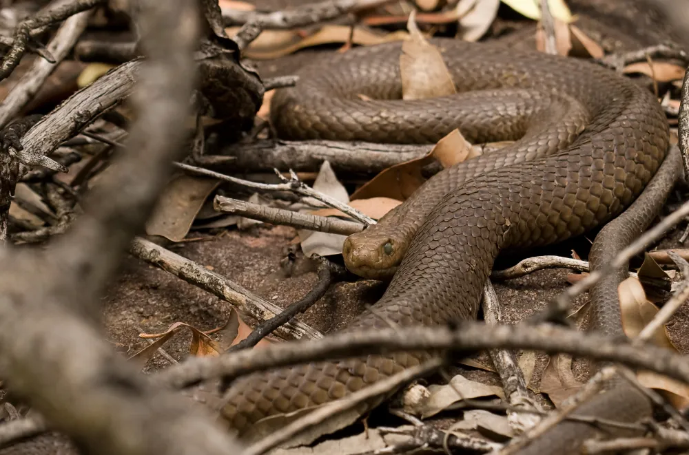 Deadly Snake Found Inside Rat-Infested Air Conditioning Unit: ‘Crazy ...