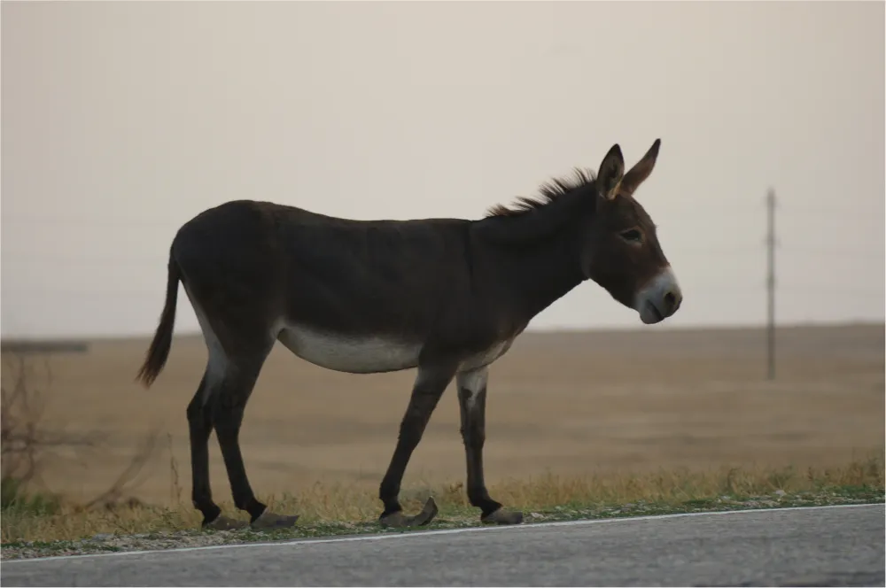 People Shocked at Donkey ‘Pedicure’ After Hooves Resemble ‘Turkish ...