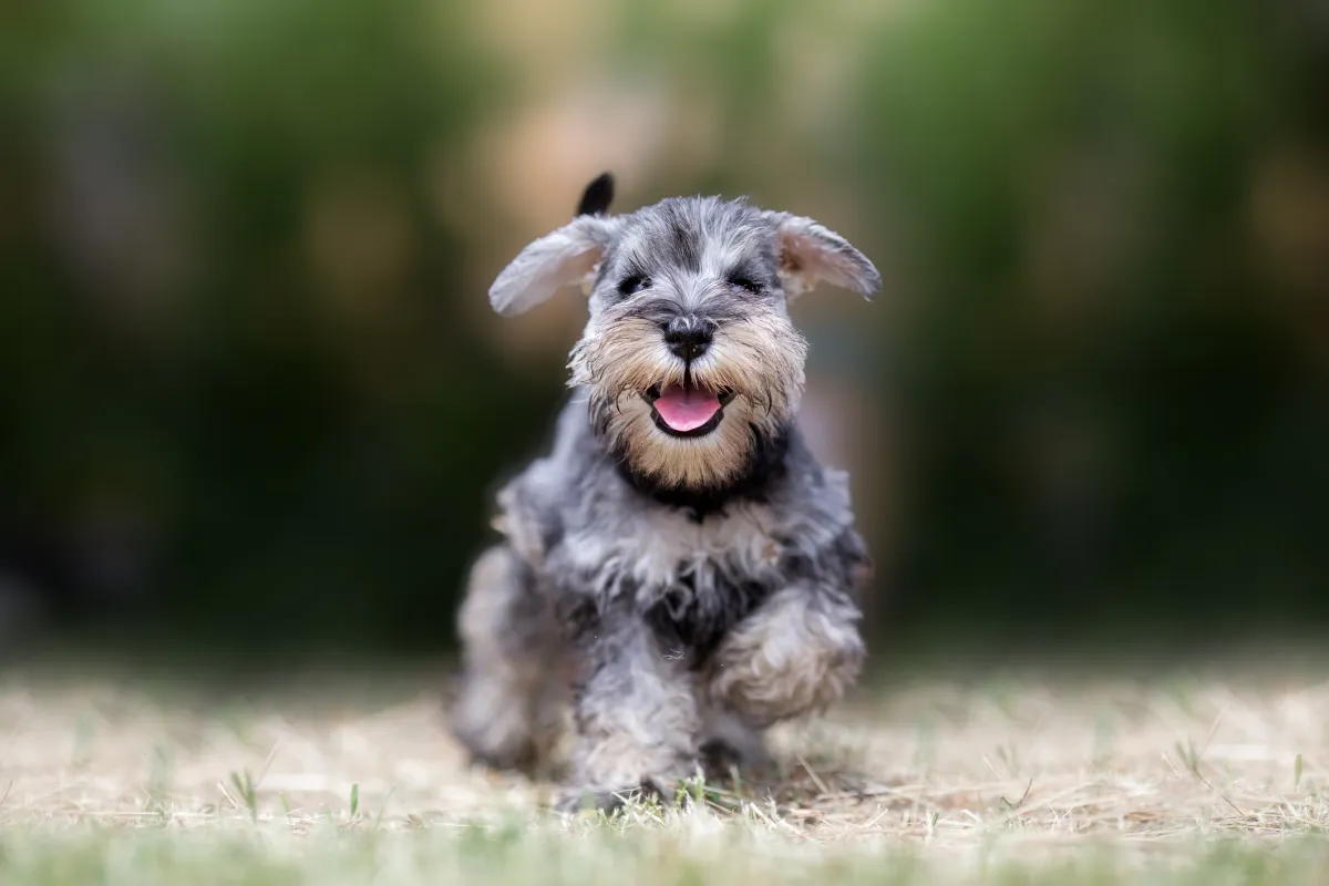 The 15 Smartest Small Dog Breeds - Newsweek