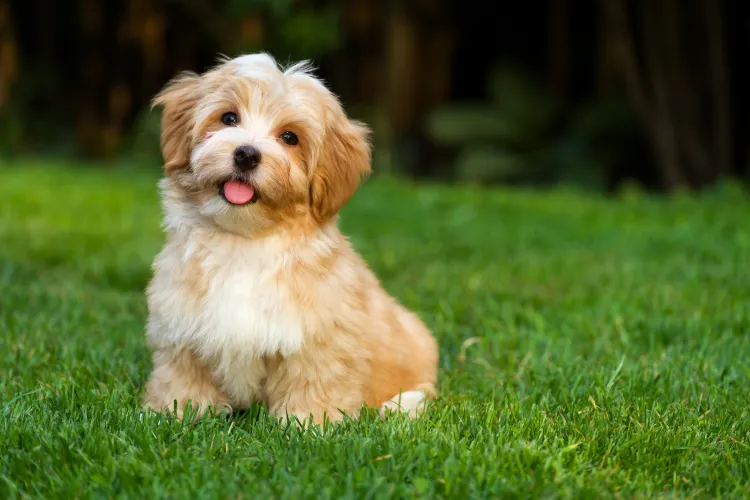 The 15 Smartest Small Dog Breeds - Newsweek