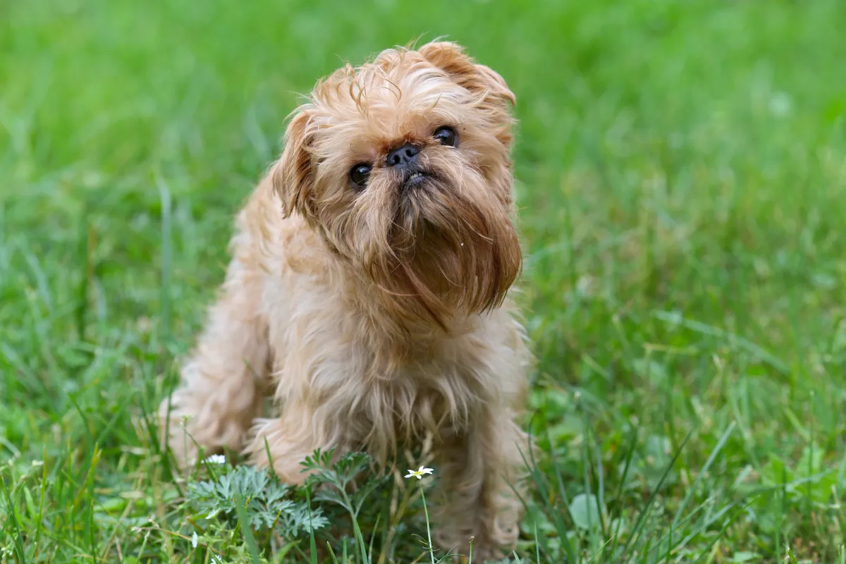 The 15 Smartest Small Dog Breeds - Newsweek