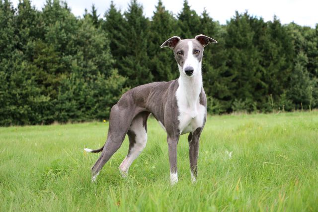 25 Dog Breeds That Need a Lot of Exercise - Newsweek