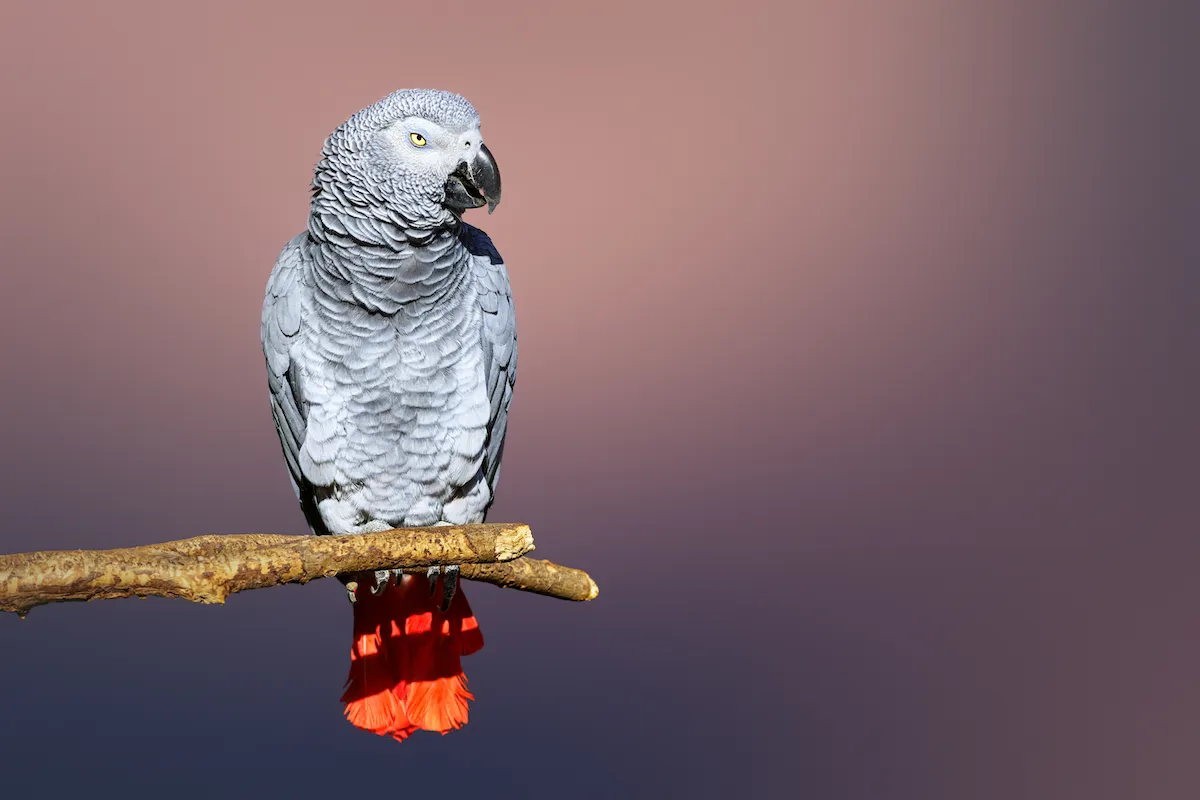 15 Pets That Live the Longest - Newsweek