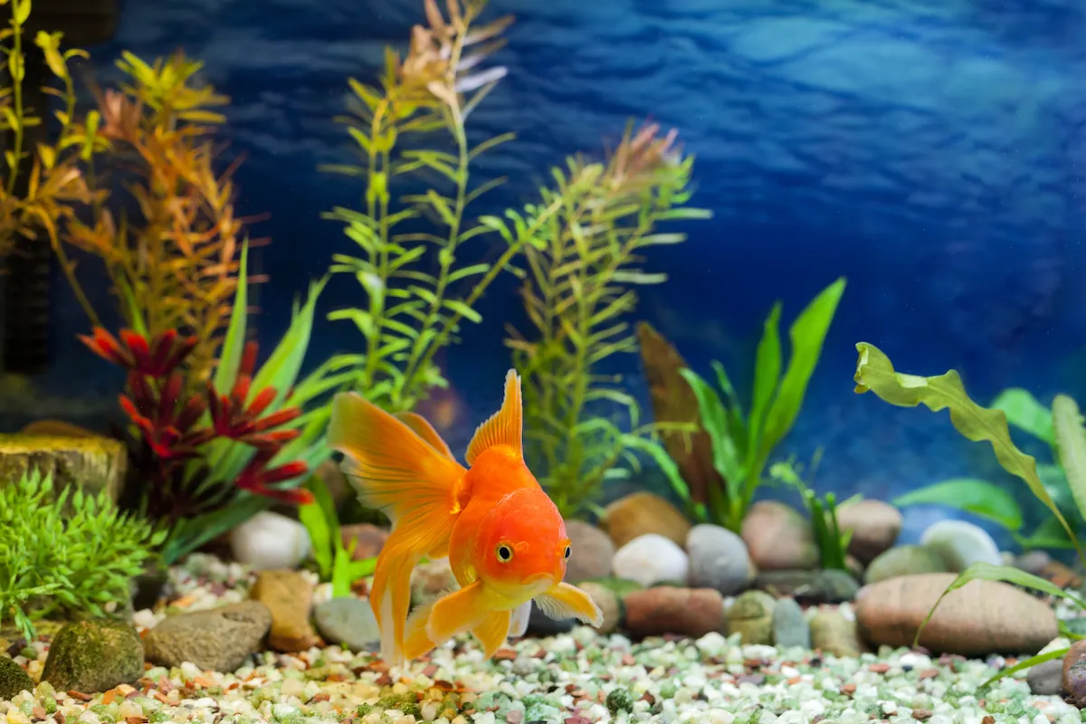 15 Pets That Live the Longest - Newsweek