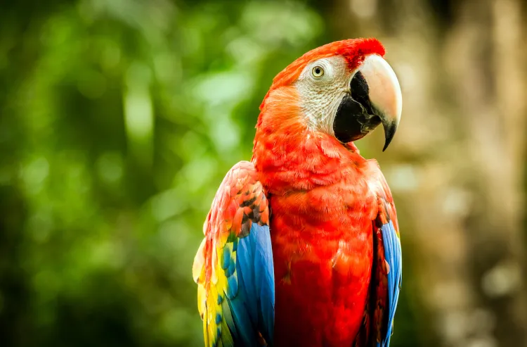 15 Pets That Live the Longest - Newsweek