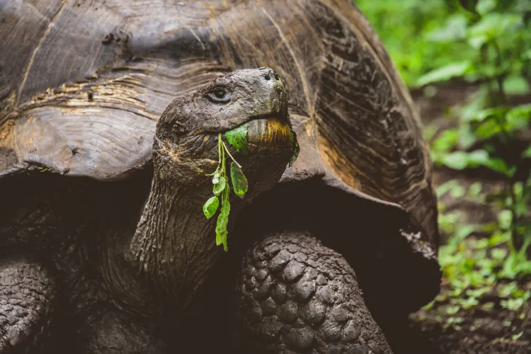 15 Pets That Live the Longest - Newsweek