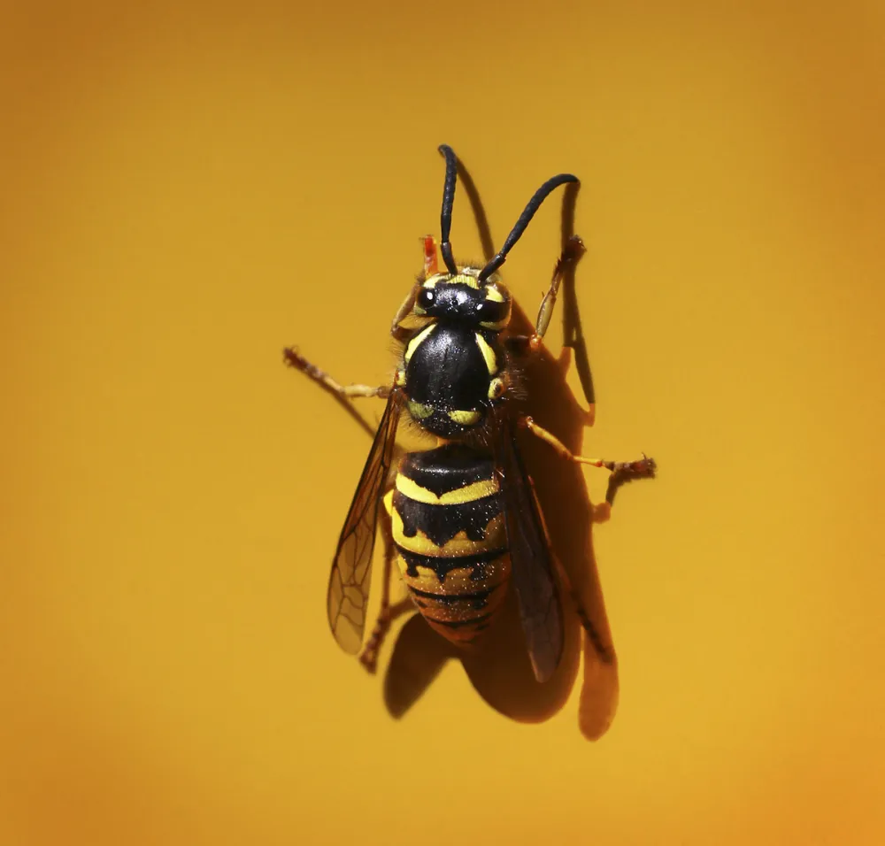 The 15 Most Painful Insect Stings - Newsweek