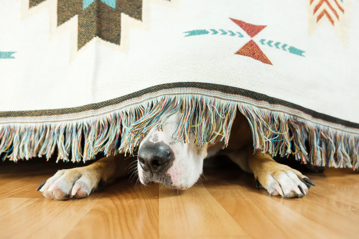 Barking Dog Gets Scared by Echo in Hilarious Viral Video - Newsweek