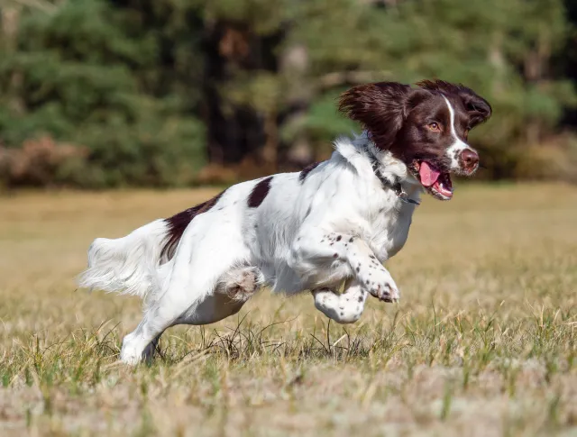Dog Waiting For Statue To Play Fetch Liked 29,000 Times on Twitter ...