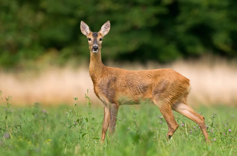 Adorable Deer Gets Very Excited by Snow in Viral Video - Newsweek