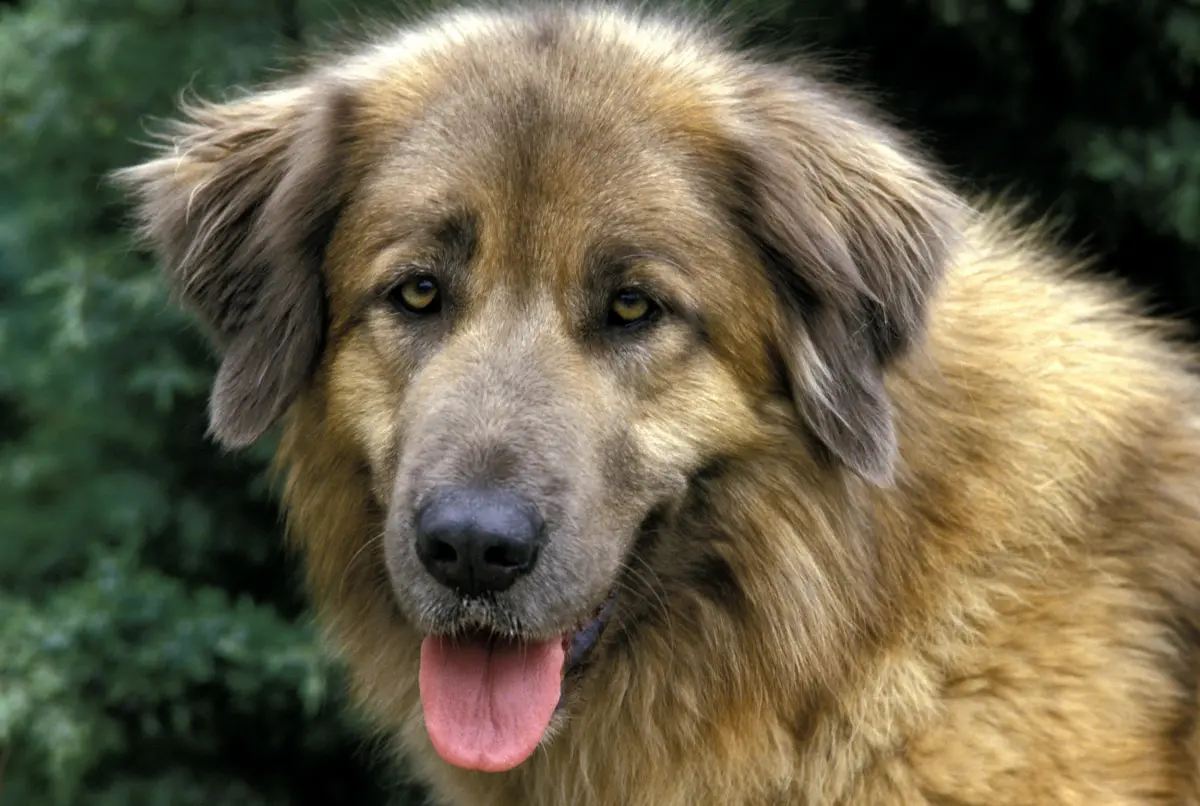 Top 25 Most Affectionate Large Breed Dogs - Newsweek