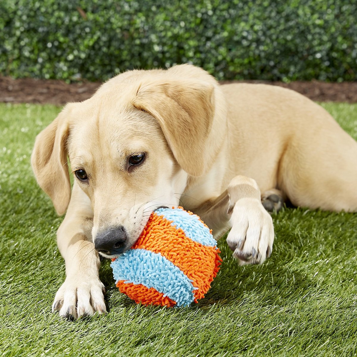 17 Dog Toys That Reviewers and Their Dogs Love - Newsweek