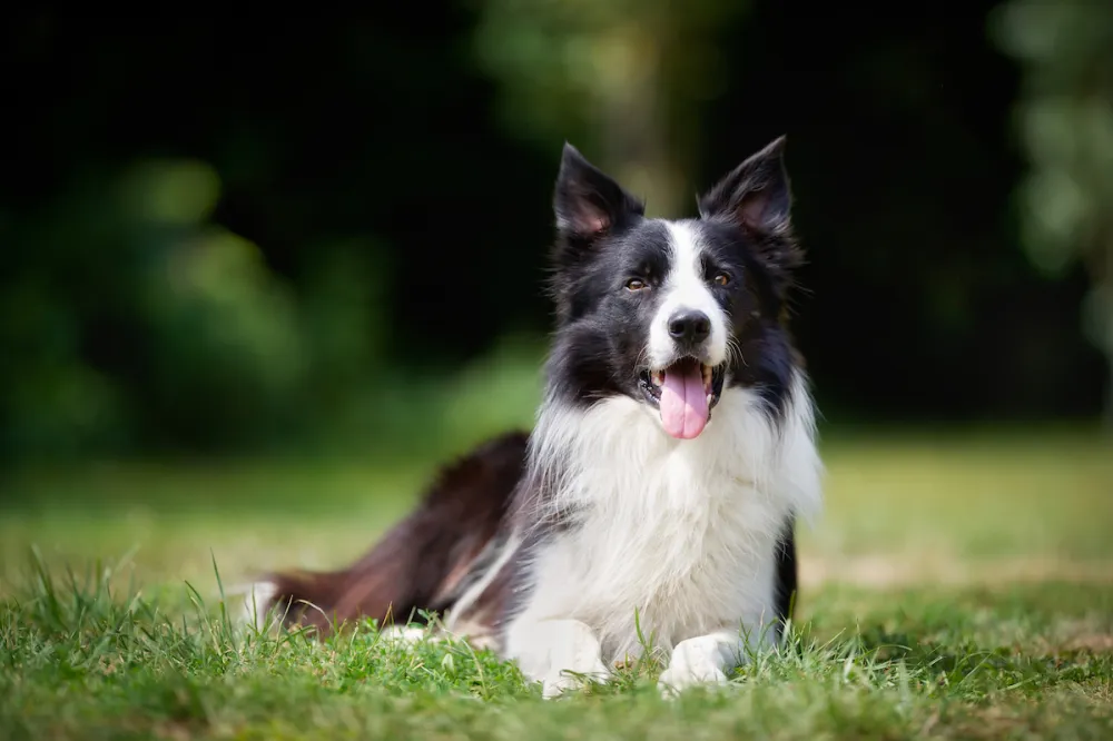The Smartest Mid-Size Dog Breeds - Newsweek