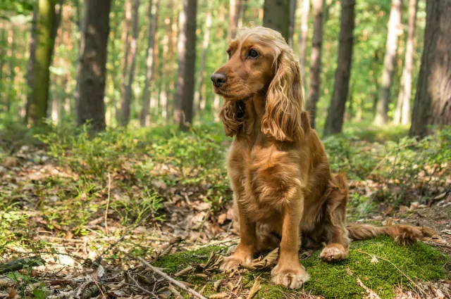 The Smartest Mid-Size Dog Breeds - Newsweek