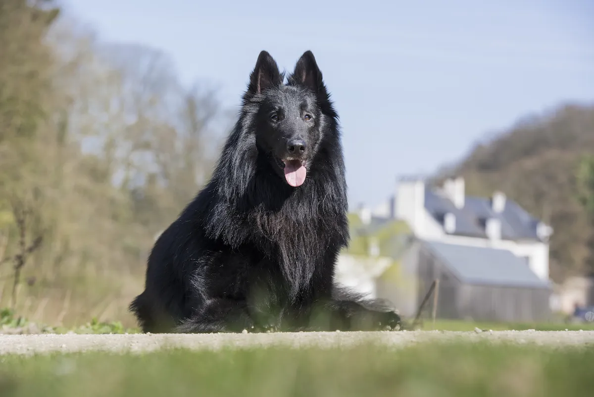 The Smartest Mid-Size Dog Breeds - Newsweek