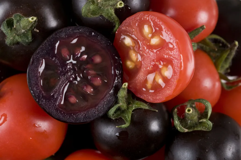 tomatoes News & Latest Pictures From Newsweek.com