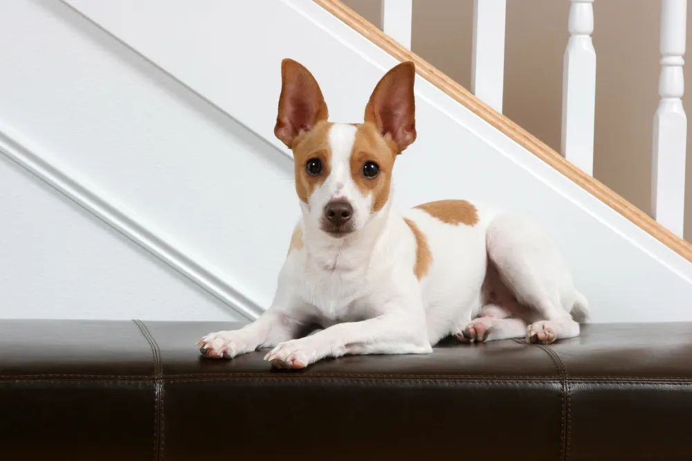 20 Small Dog Breeds That Are Easy to Train - Newsweek