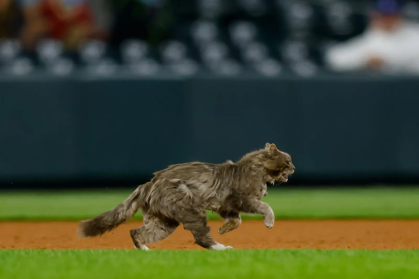 Hilarious Video Shows Cat Outwitting On-Field Officials at NY Yankees ...