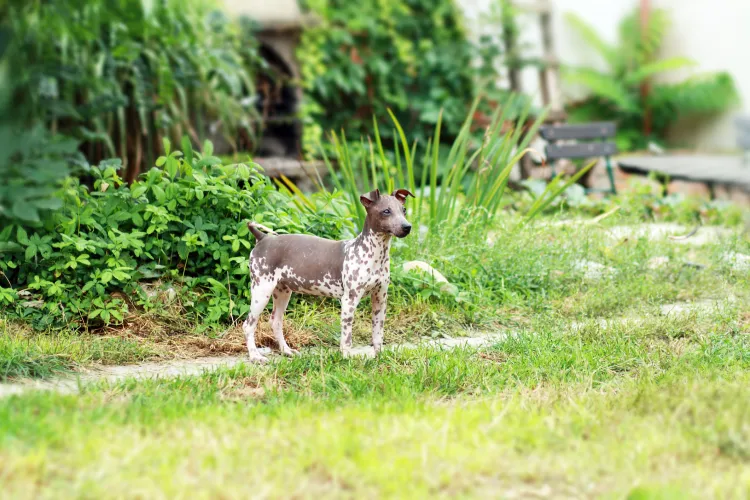 20 Small Dog Breeds That Are Easy to Train - Newsweek