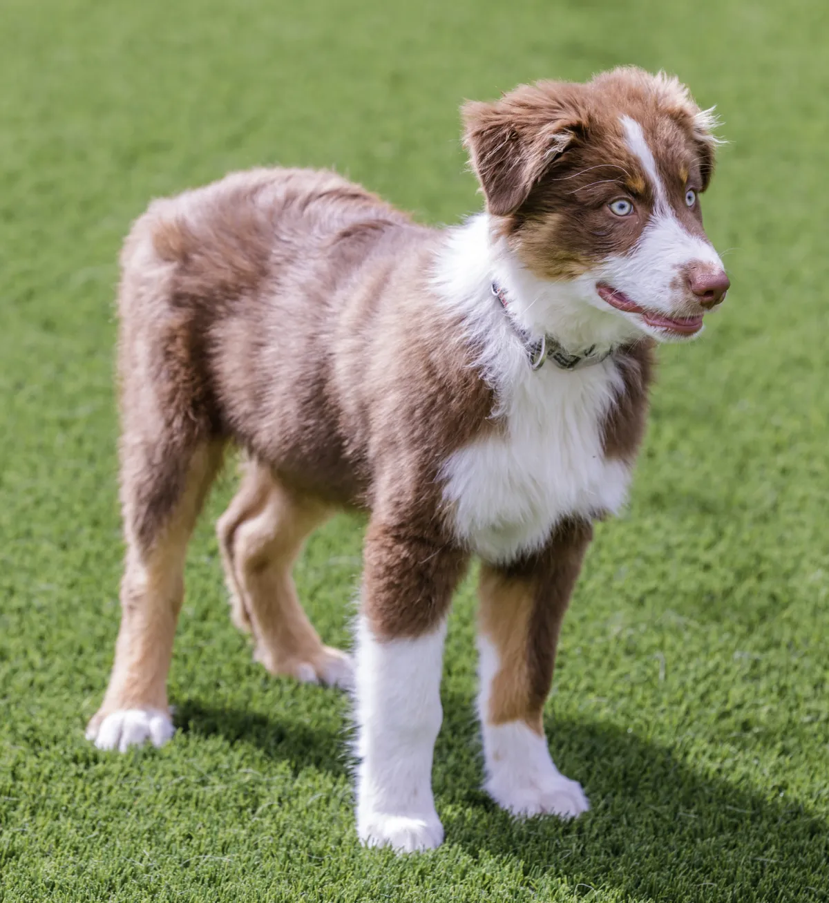 20 Small Dog Breeds That Are Easy to Train - Newsweek