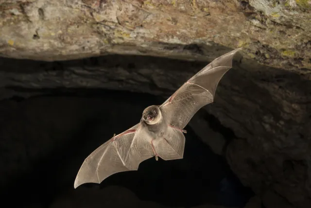 Wuhan Lab Worker Bat Infection a Probable COVID Origin Theory—WHO ...