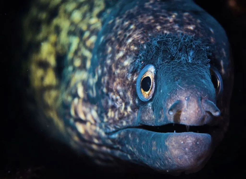 Photographer Captures Seahorses, Stingers and ‘Grumpy’ Fish In ...