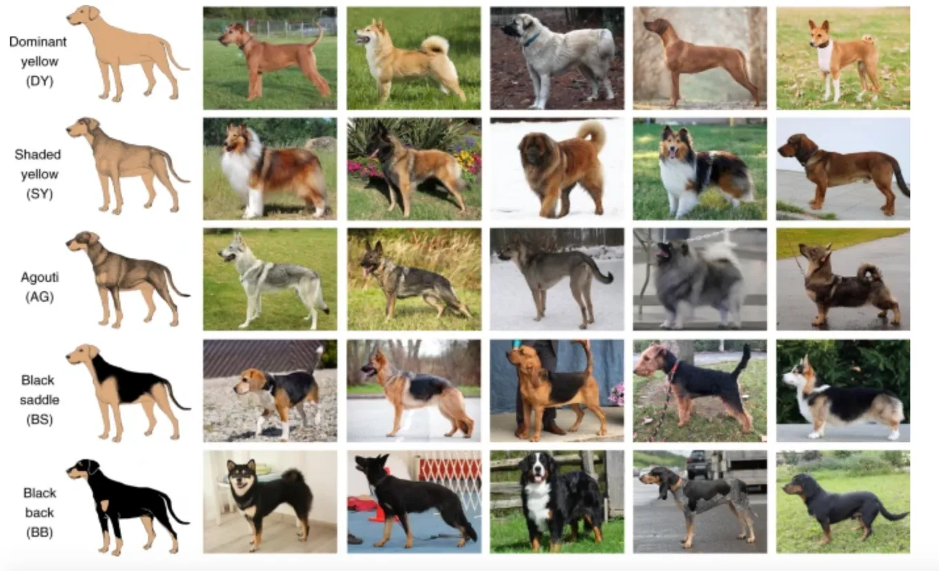New Study Shows How Dog Coat Patterns Might Outdate Wolves - Newsweek