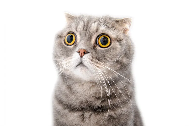 Optical Illusion of Cat at Dining Table Is Baffling the Internet - Newsweek