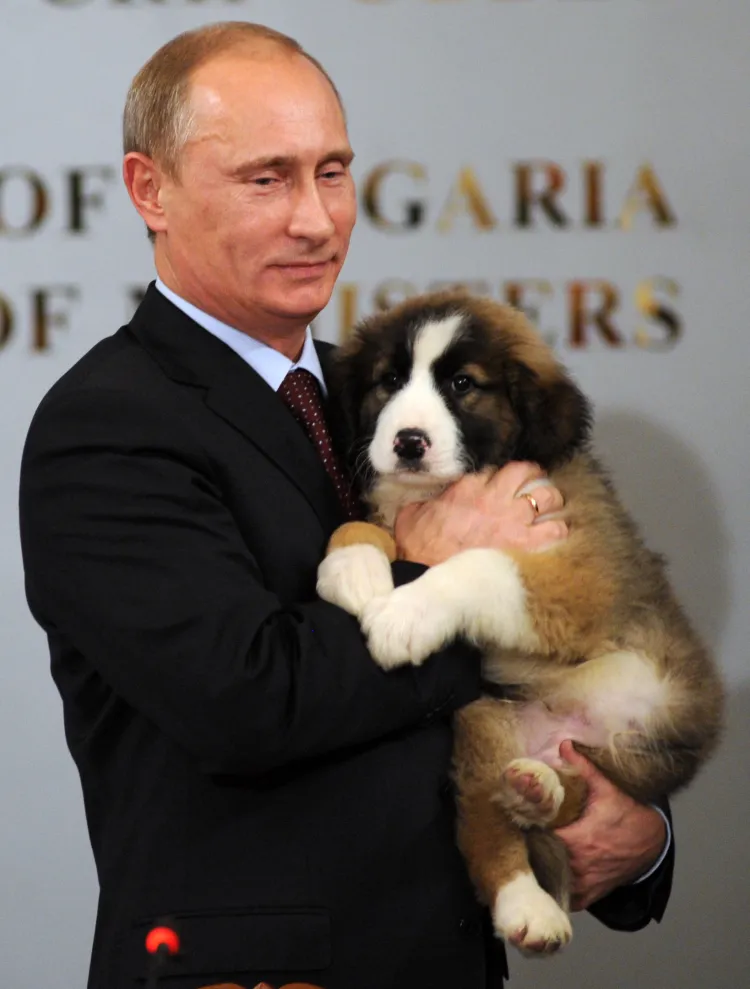 25 Dog Breeds That Prefer Colder Temperatures - Newsweek