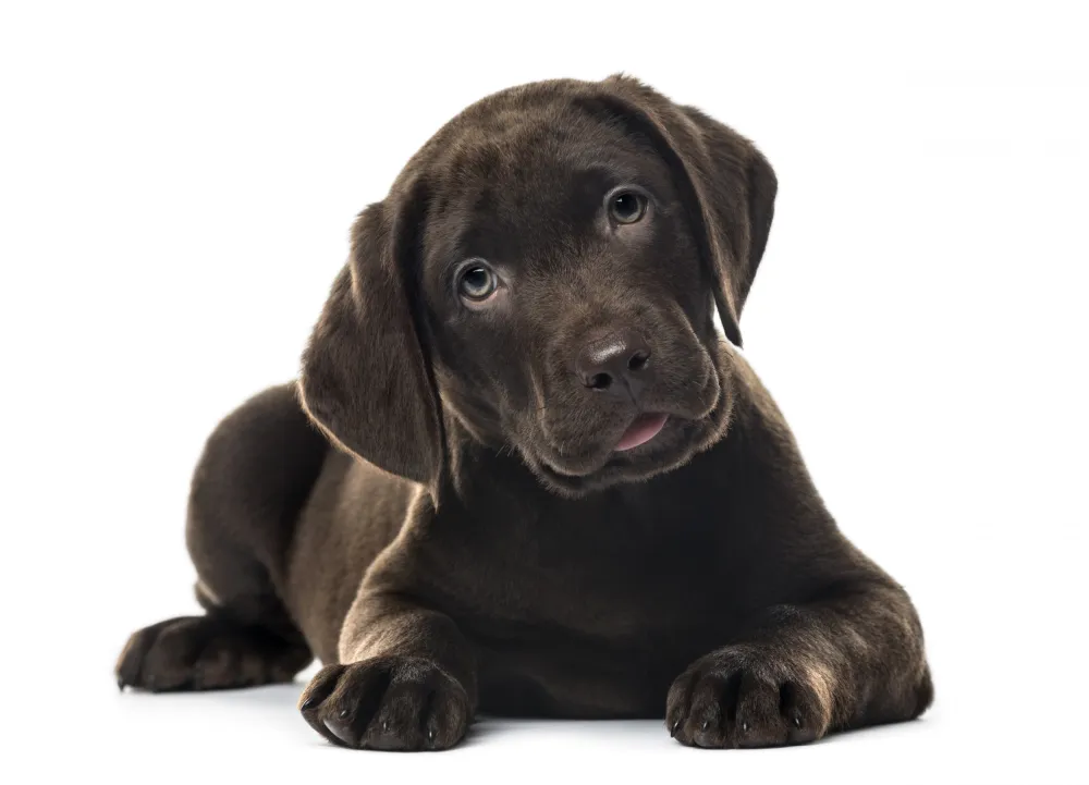 Labrador’s Impressive Dance Moves Take Internet by Storm - Newsweek
