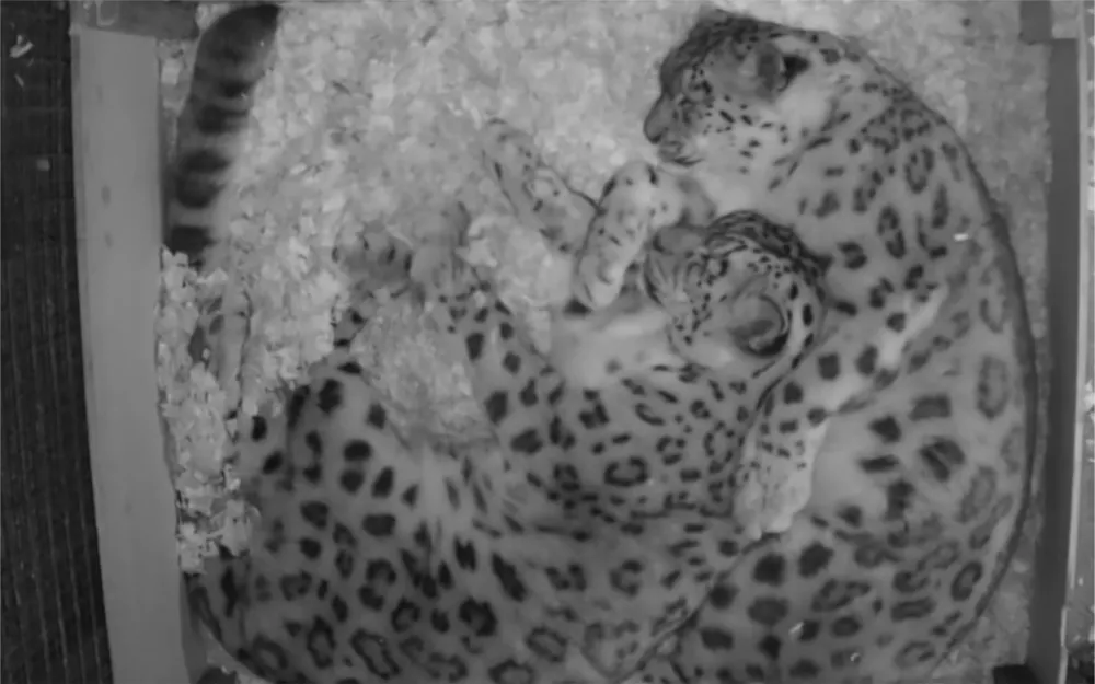 Video of Snow Leopards Spooning and Snuggling Up Dubbed ‘Cutest Thing ...
