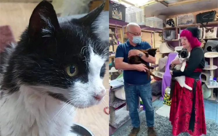 Cat Reunited With Owner After Spending Over a Decade Living in Cemetery ...