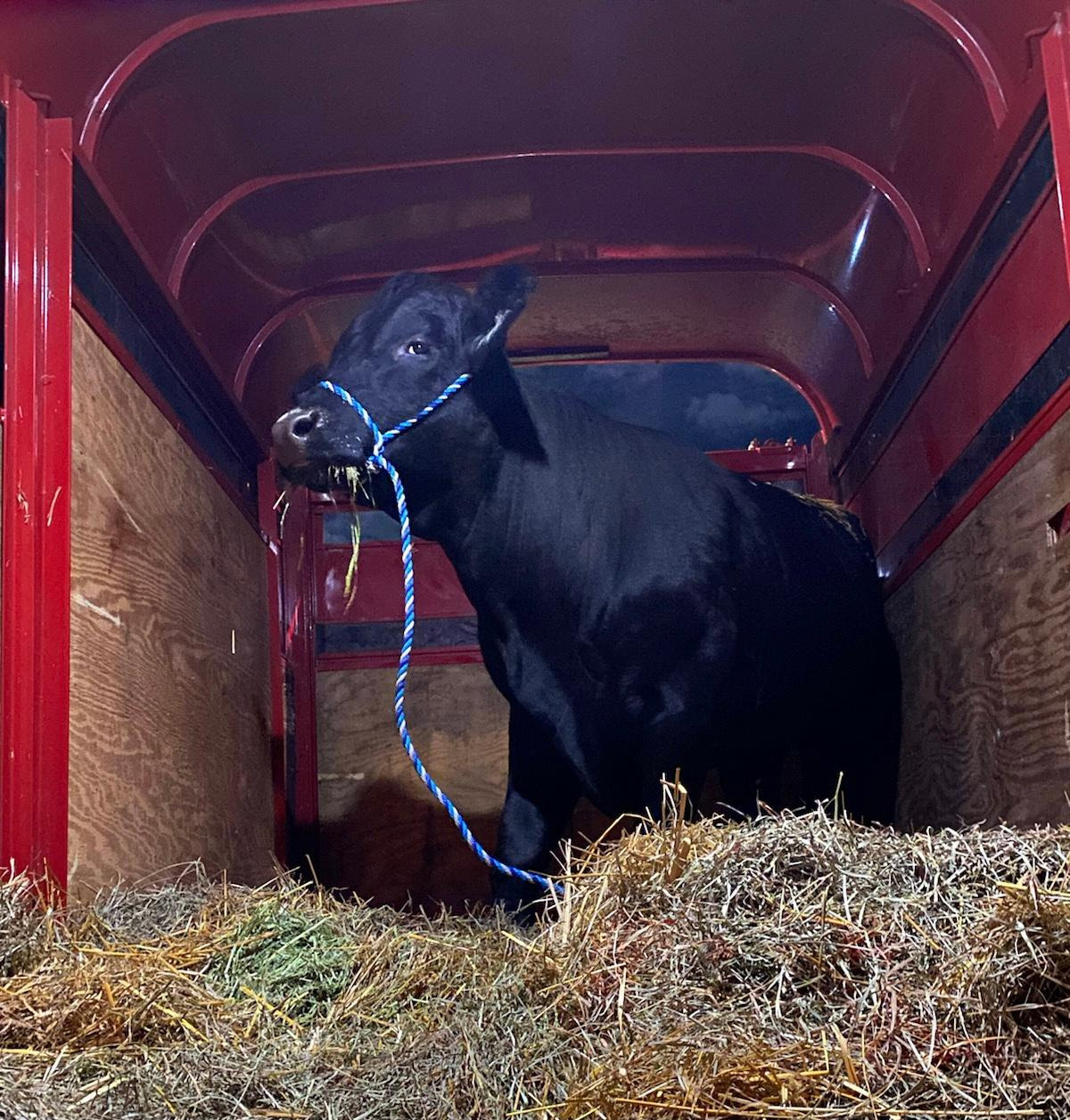 Runaway ‘Barney the Bull’ Captured Two Months After Escaping ...