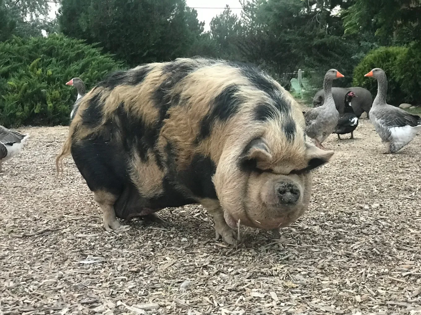 Animal Sanctuary Seeks Volunteers to Snuggle with Farm Animals - Newsweek