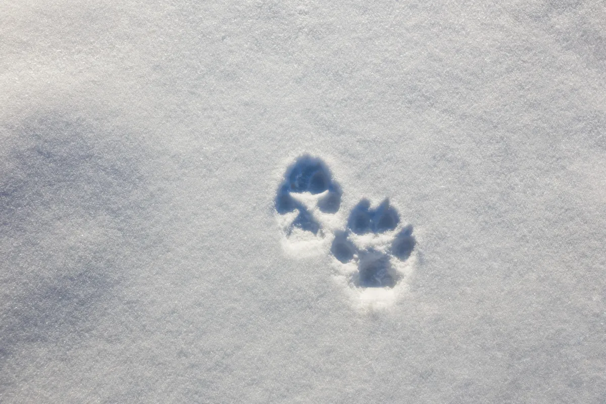 Owners Create Snowbank for Final Goodbye to Winter-Loving Dog - Newsweek