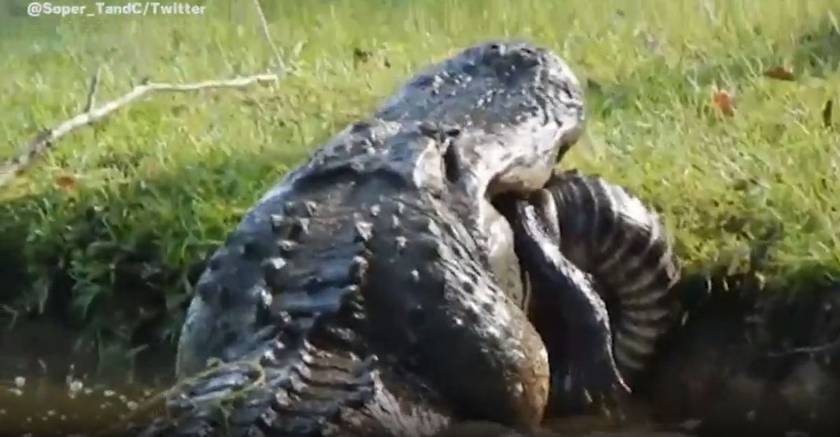 Humongous Cannibal Alligator Eats Six-Foot Gator Whole in Shocking Clip ...