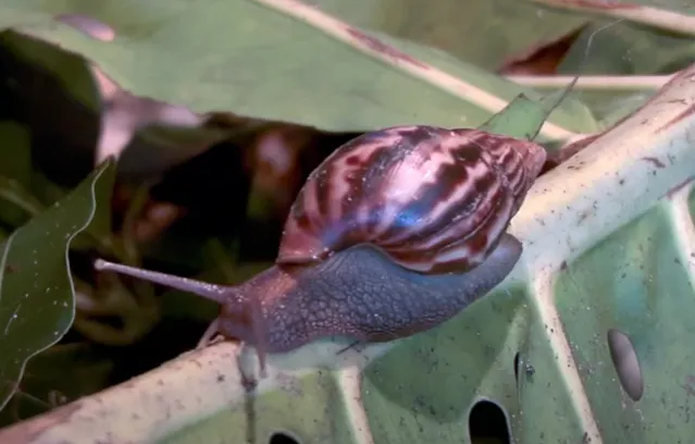 Florida Spent Over $24M Eradicating Invasive Snails That Damage Homes ...