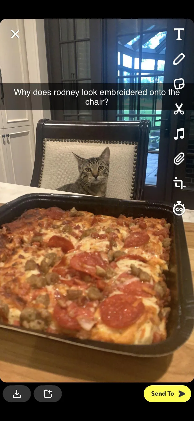 Optical Illusion of Cat at Dining Table Is Baffling the Internet - Newsweek
