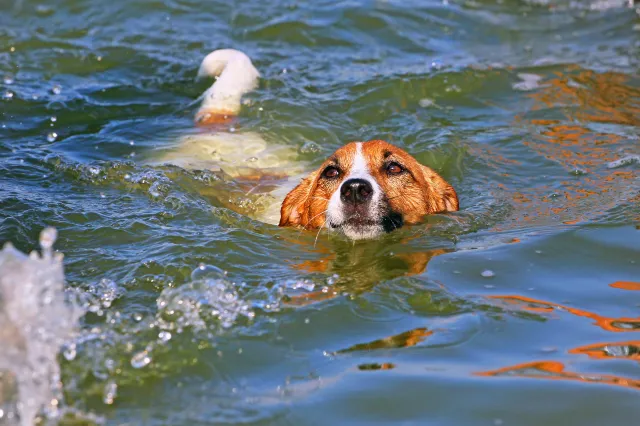 Dog Rescued After Being Found Swimming in the Middle of the Ocean ...