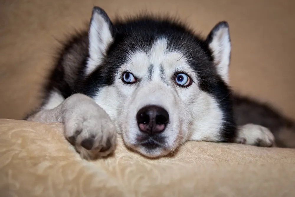 Dog’s Sassy Reaction to Owner Rejecting Her Kisses Has Internet in ...