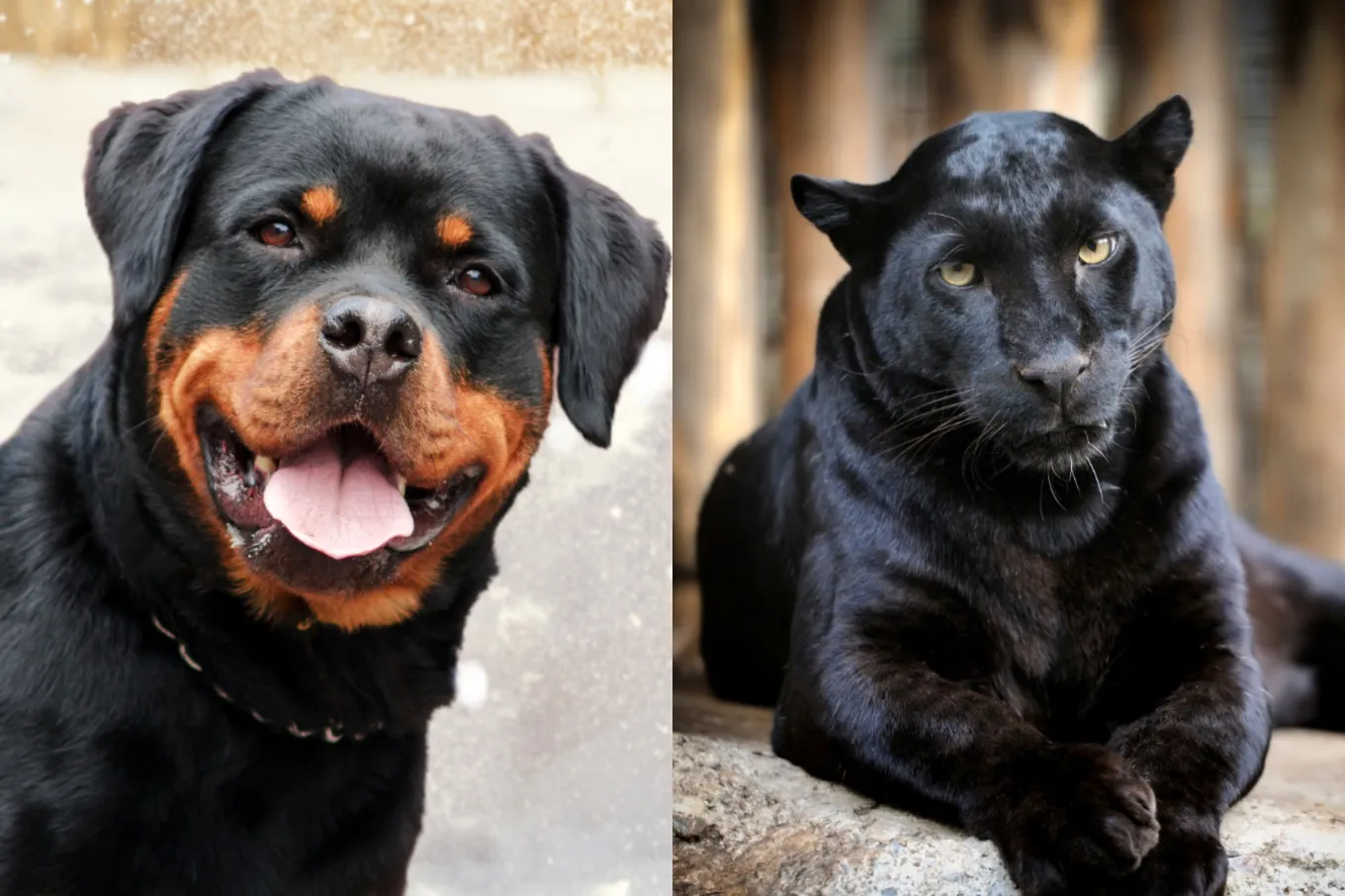 Panther and Rottweiler Become Best Friends After Woman Rescues Wild Cat ...