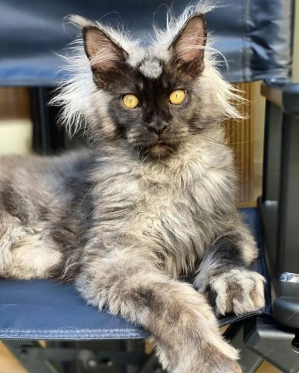 Bizarre Cat-like Creature Baffles the Internet As No One Knows Its ...